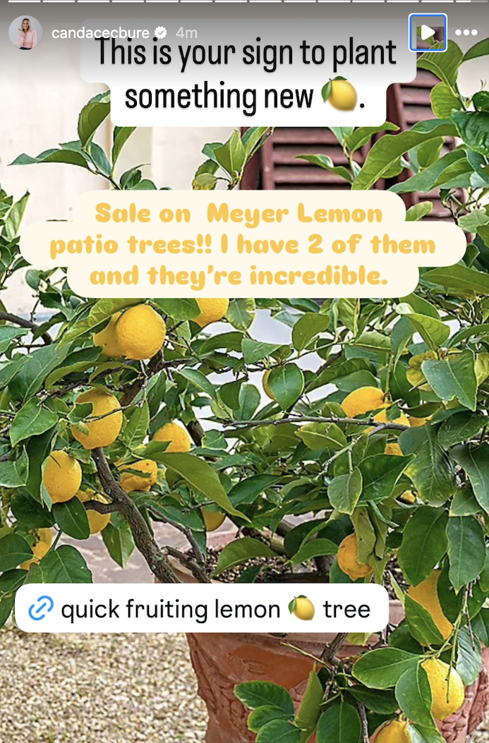Candace Cameron Bure’s Cozy Patio Garden Includes Meyer Lemon Trees ...